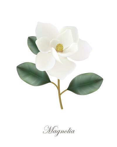 Magnolia Vector Images (over 7,400)