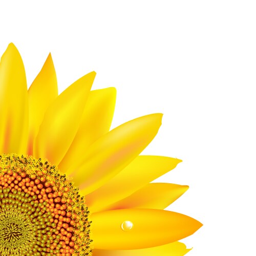 Sunflower Vector Images (over 44,000)