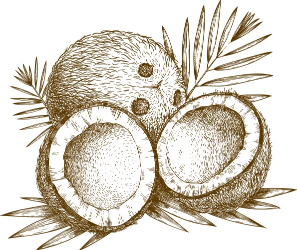 Coconut Drawing Coconut Shell Face Art Painting | Coconut Shell Decor