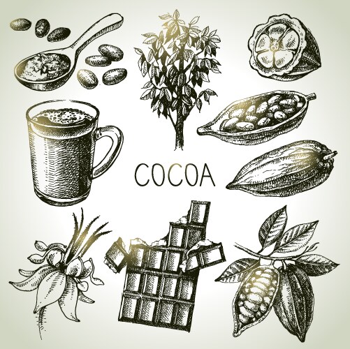 Watercolor hand drawn cocoa pod isolated organic Vector Image