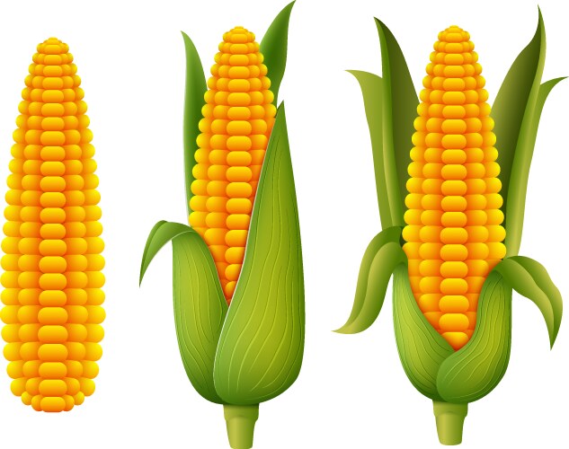 Corn Royalty Free Vector Image - VectorStock