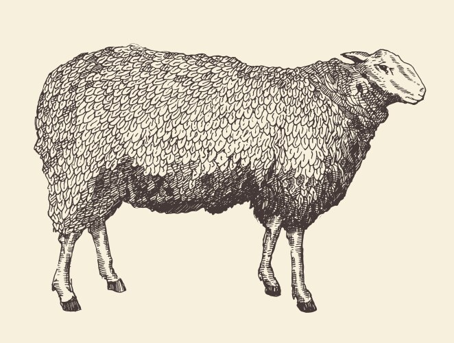 Sheep Vector Images (over 56,000)