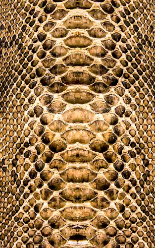 Snake Skin Pattern Vector Images (over 3,500)