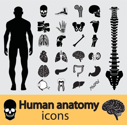 Anatomy Vector Images (over 230,000)