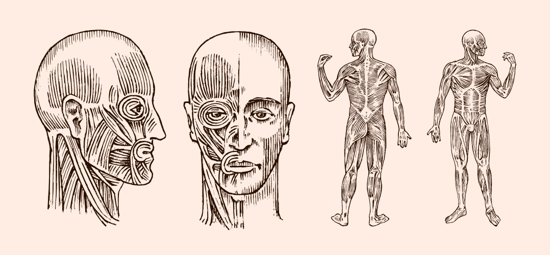 Human biology organs anatomy Royalty Free Vector Image