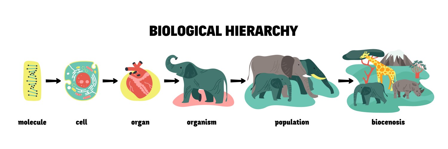 Biological hierarchy infographics scheme from Vector Image