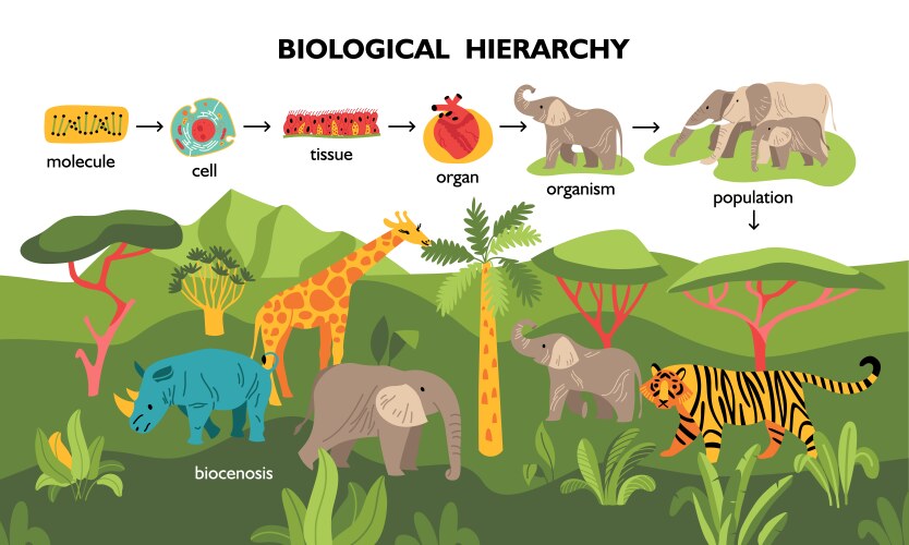 Biological hierarchy 2x2 compositions Royalty Free Vector