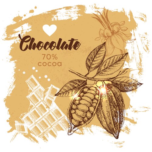 Watercolor hand drawn cocoa pod isolated organic Vector Image