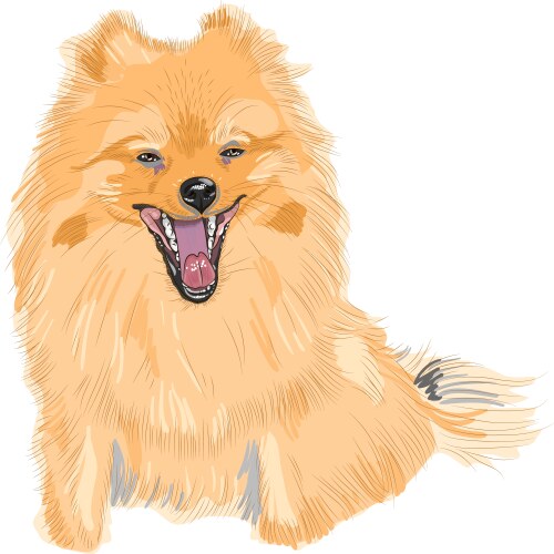 Pomeranian Vector Images (over 2,800)