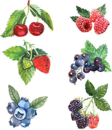 Berry set Royalty Free Vector Image - VectorStock