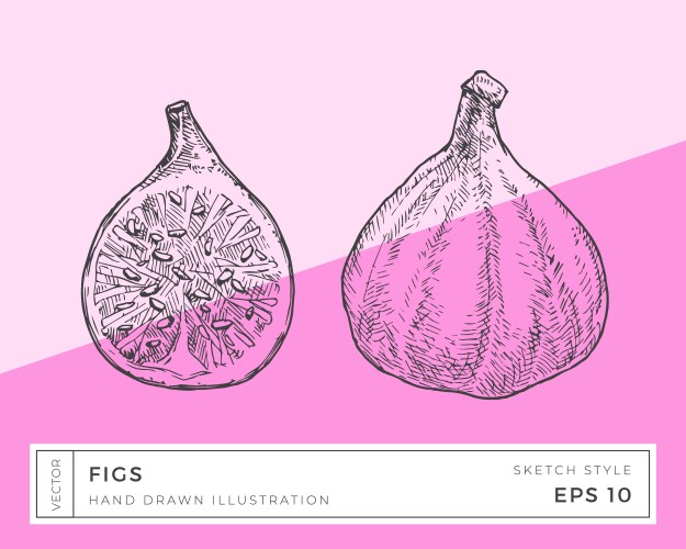 Figs whole and cut healthy organic fruit Vector Image