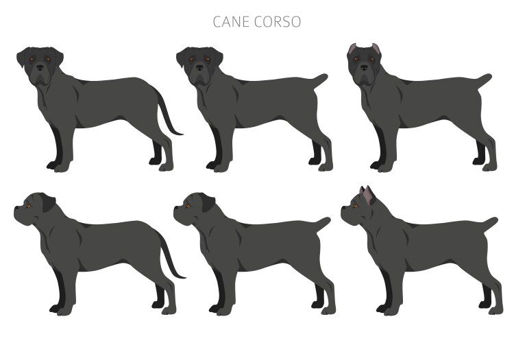 Cane corso peeking dog - head isolated on white Vector Image