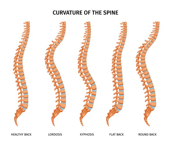 Spine Vector Images (over 29,000)