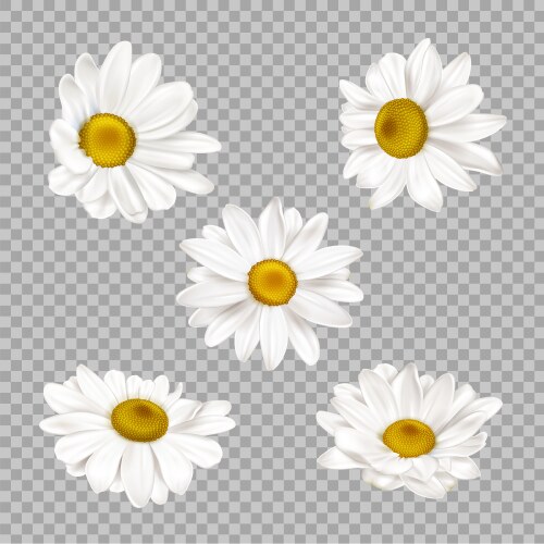 Daisy Flower Vector Images (over 67,000)