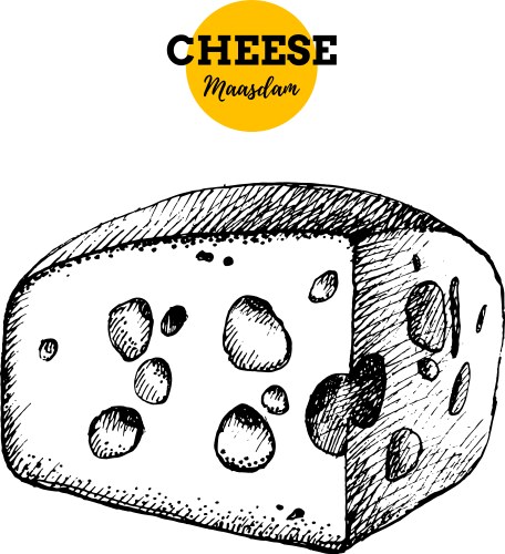 Emmental cheese drawing hand drawn food sketch Vector Image