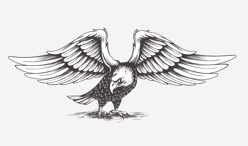 Eagle Outline Vector Images (over 13,000)