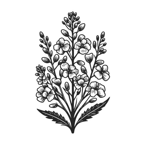 Rapeseed engraving line art Royalty Free Vector Image