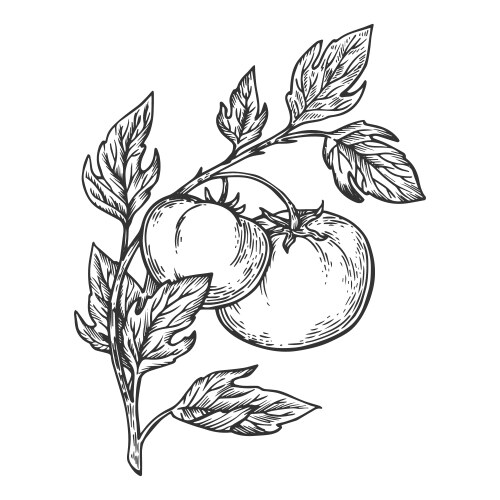 Tomato Vector Images (over 130,000)