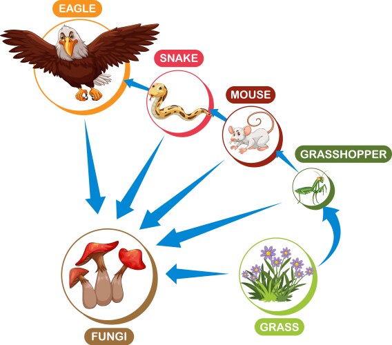 Arctic food chain diagram concept Royalty Free Vector Image