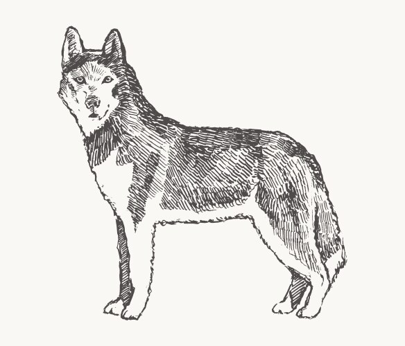 Wolf Pup Vector Images (over 390)