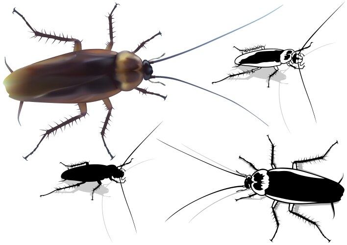 Cockroach Vector Images (over 9,800)