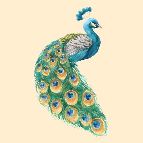 Peacock Vector Images (over 18,000)