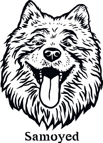 Samoyed Vector Images (over 440)