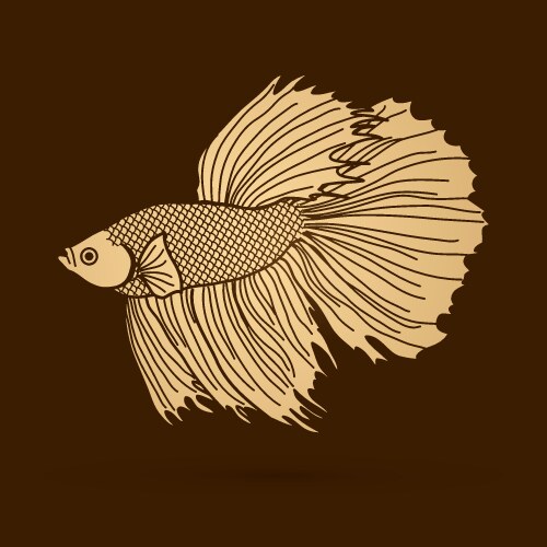 Blue siamese fighting fish graphic Royalty Free Vector Image