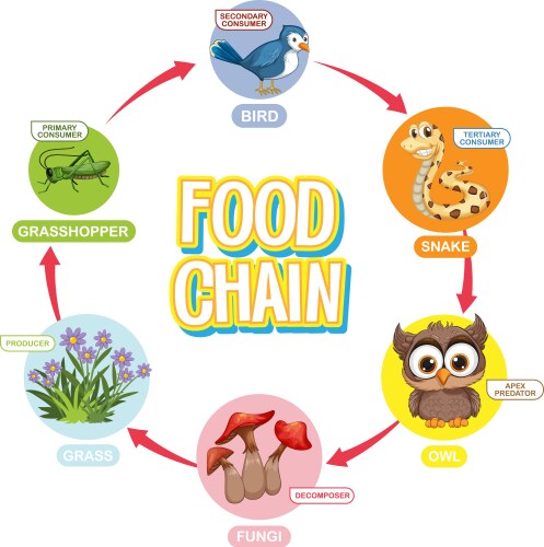 Depicts energy flow through a food chain Vector Image