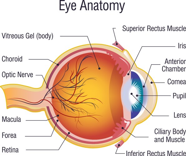 Eye anatomy isolated Royalty Free Vector Image
