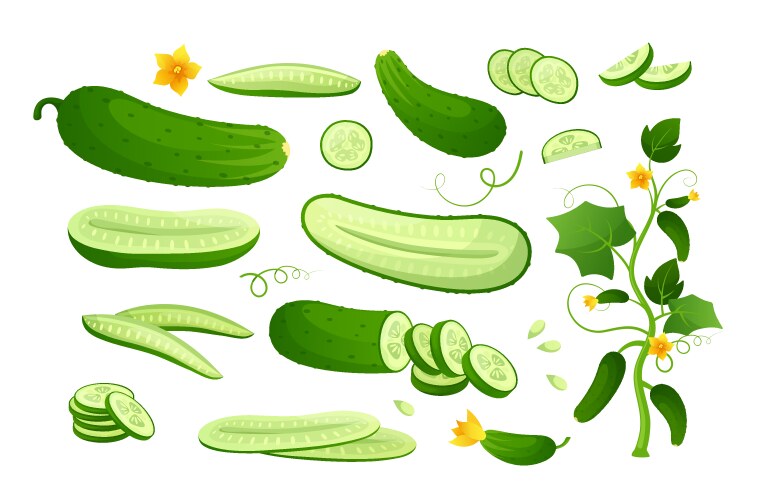 Cucumber Vector Images (over 44,000)