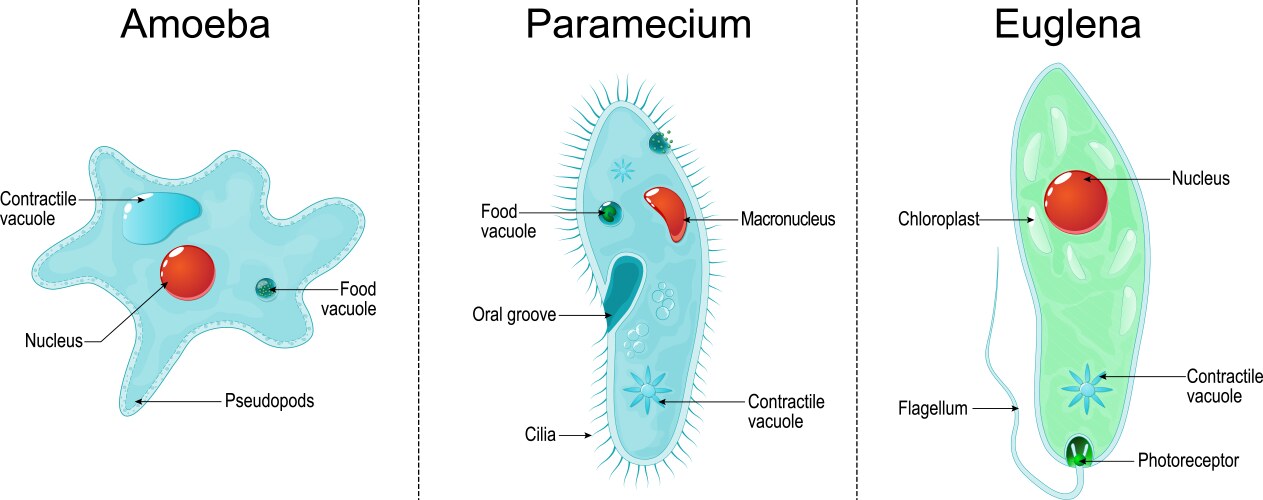 Amoeba protozoa and unicellular protist cells Vector Image