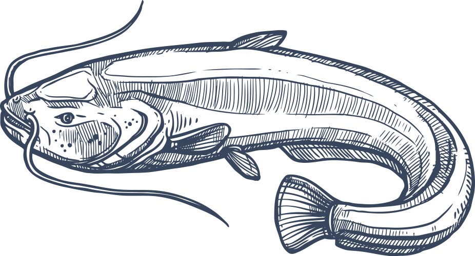 Cartoon catfish Royalty Free Vector Image - VectorStock