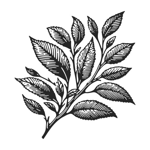 Rapeseed engraving line art Royalty Free Vector Image