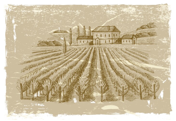 Vintage hand drawn wineyard Royalty Free Vector Image