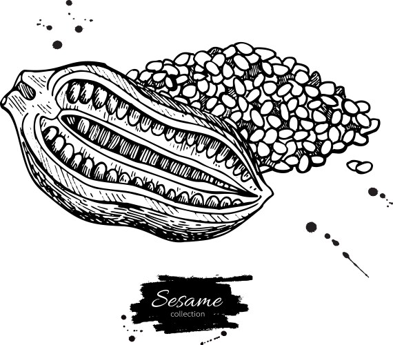 Sesame plant cartoon Royalty Free Vector Image