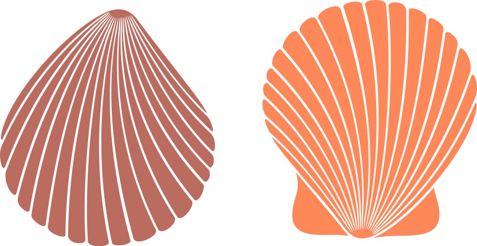 Scallop Royalty Free Vector Image - VectorStock