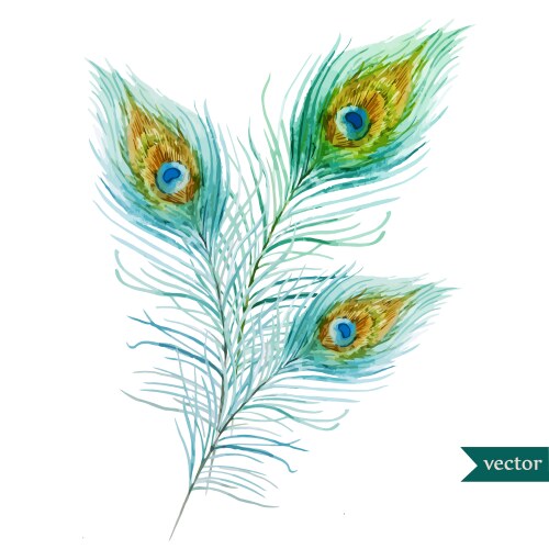 Background with peacock feathers Royalty Free Vector Image