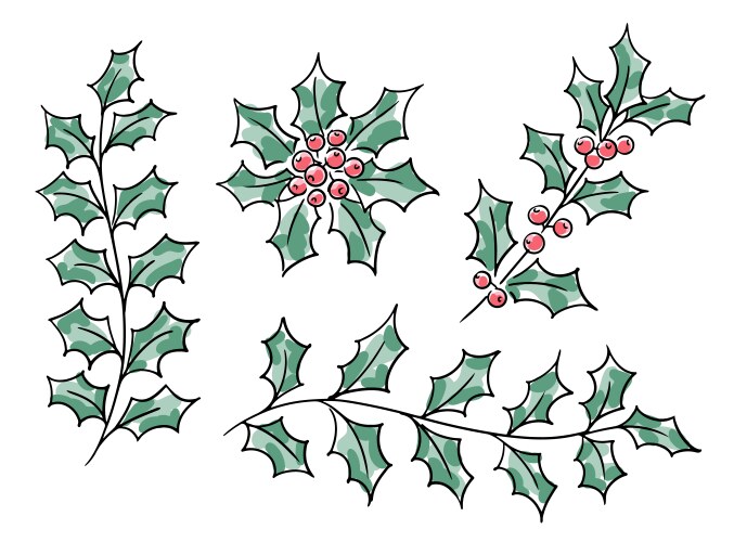 Holly Branches Drawing Vector Images (over 5,200)
