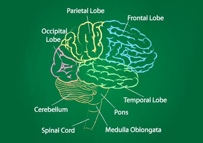 Green Brain Vector Images (over 13,000)