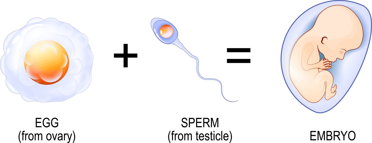 Embryology Vector Images (over 700)