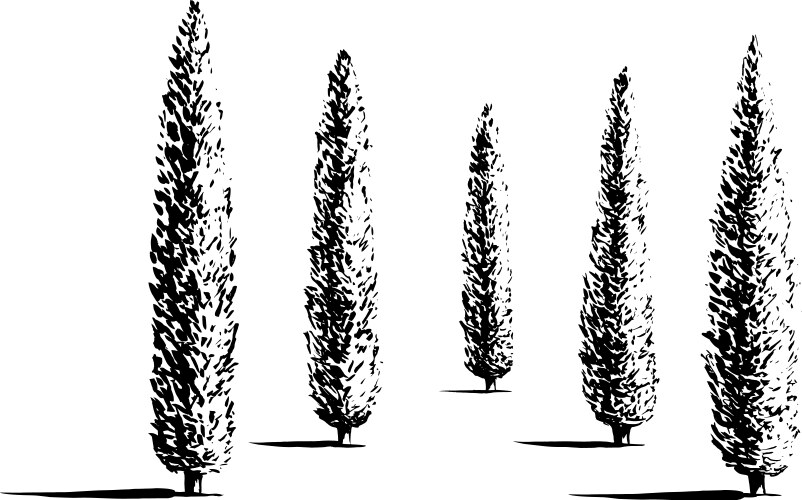 High detail vintage cypress tree drawn Royalty Free Vector