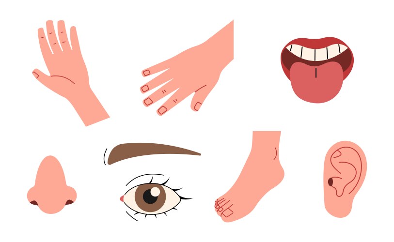 Body Parts Vector Images (over 37,000)