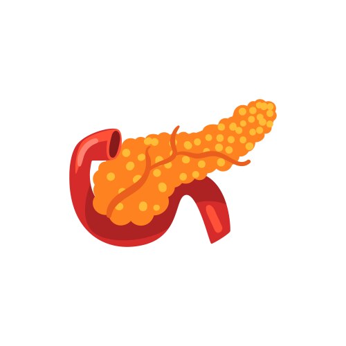 Pancreas isolated icon internal organ digestive Vector Image