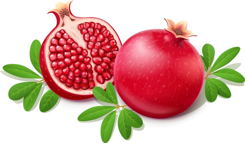 Pomegranate Vector Images (over 20,000)