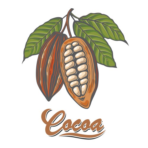 Cocoa frame superfood drawing template Royalty Free Vector