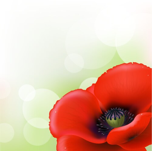 Red poppy Royalty Free Vector Image - VectorStock