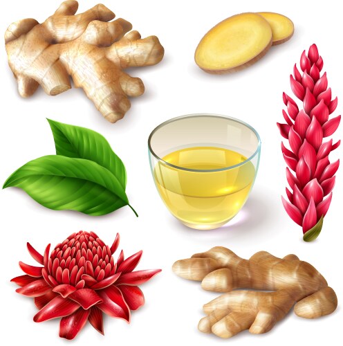 Ginger transparent background set Royalty Free Vector Image