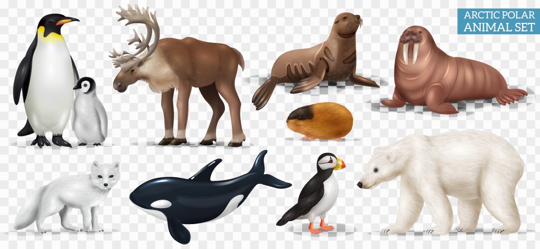 Animals big set Royalty Free Vector Image - VectorStock