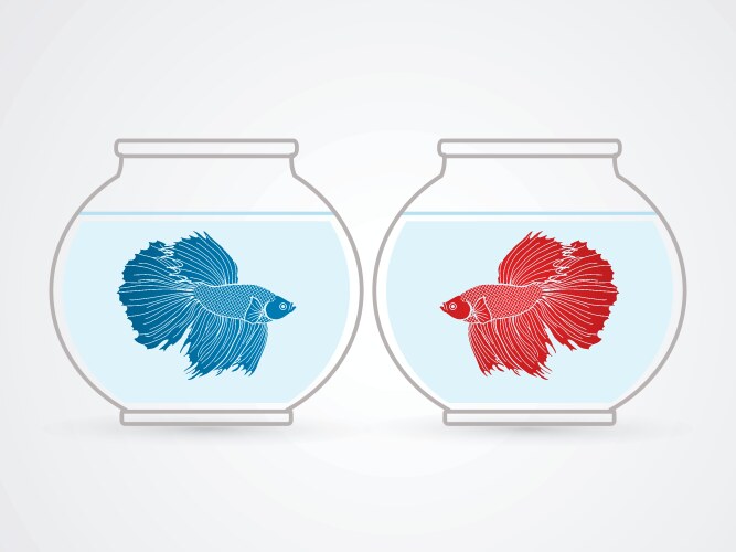 Blue siamese fighting fish graphic Royalty Free Vector Image